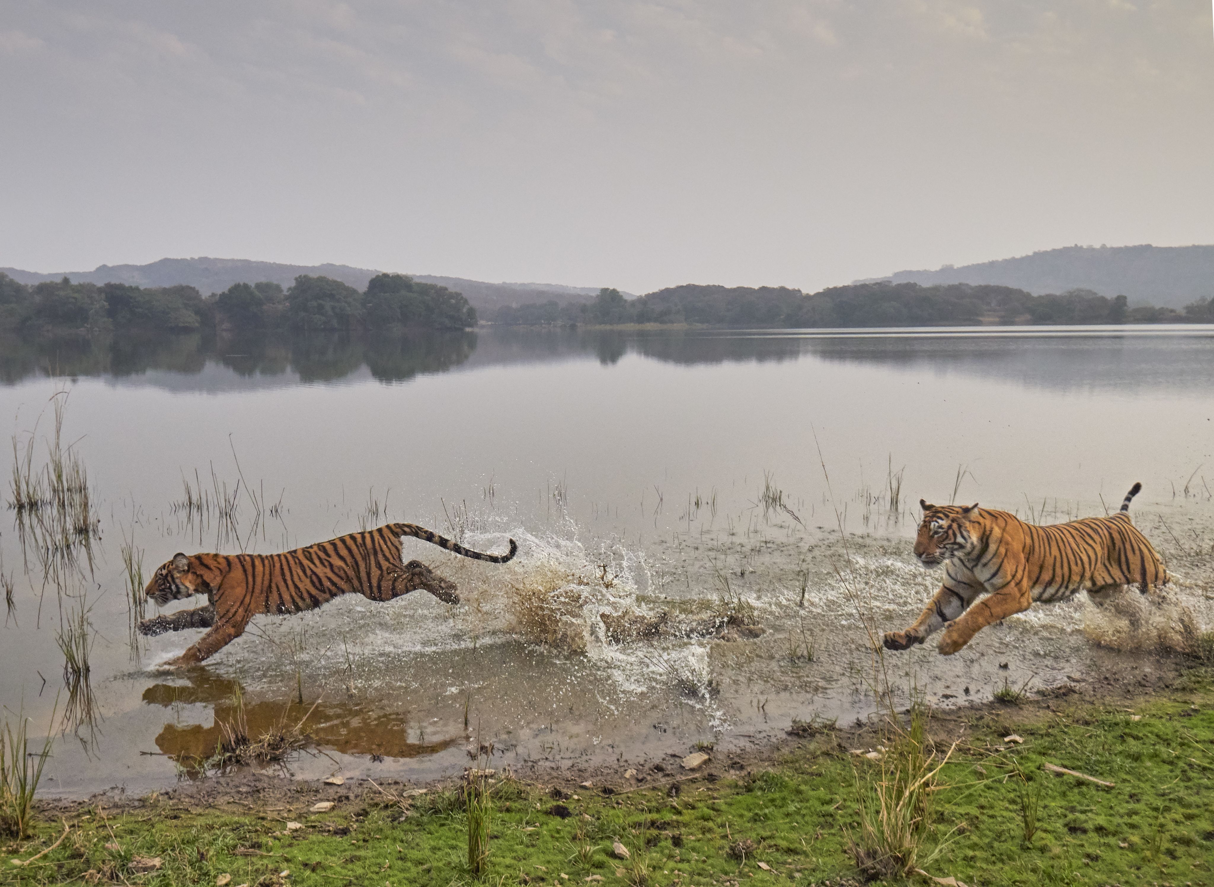 ‘We were watching a species disappear’