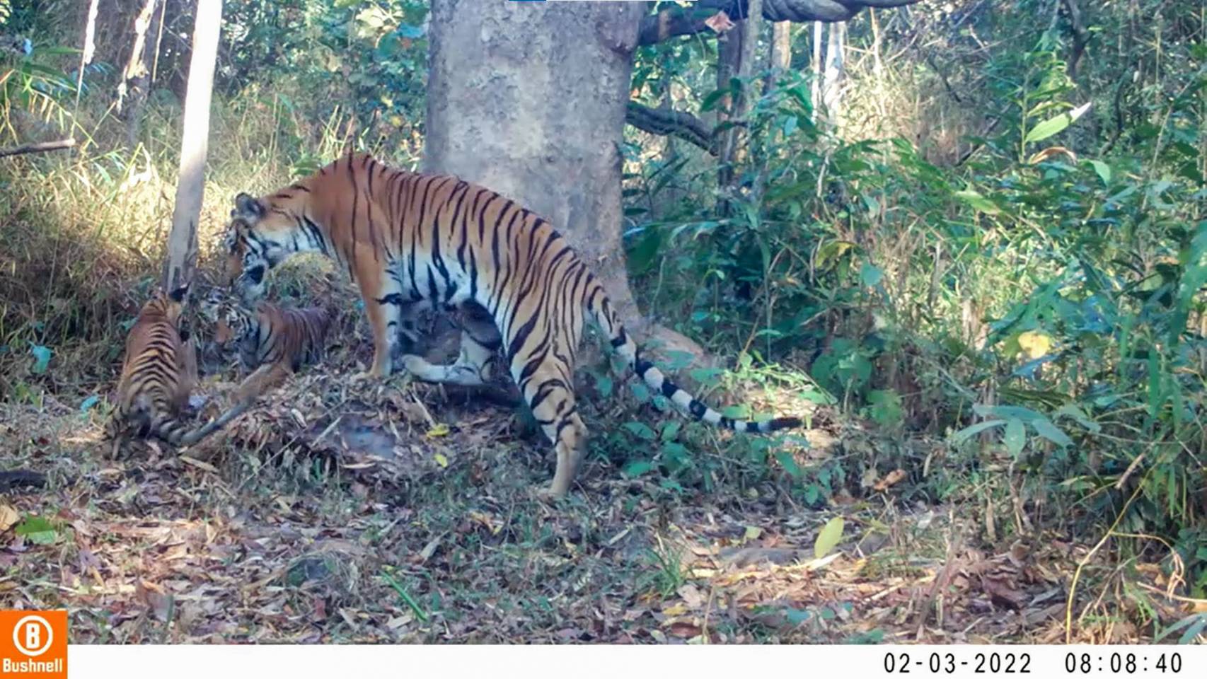 WWF’s Dr. Rimington Award Celebrates Women in Tiger Science